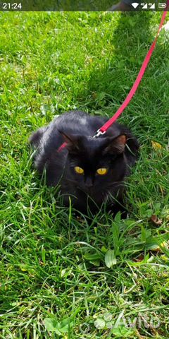 Отдам кота в добрые руки