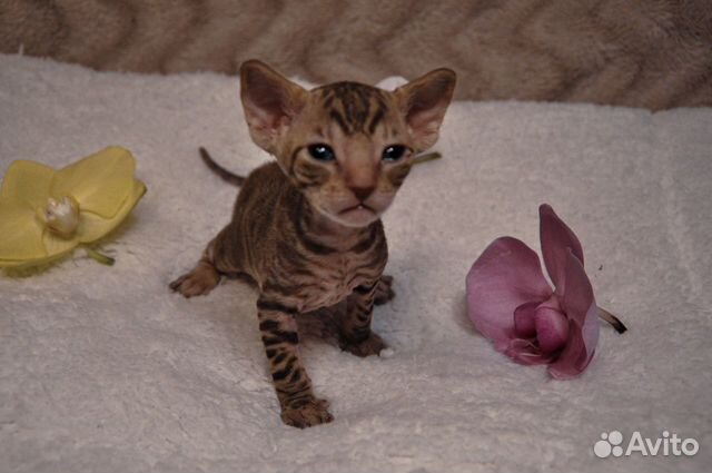 Резервирование-Котенок корниш рекс