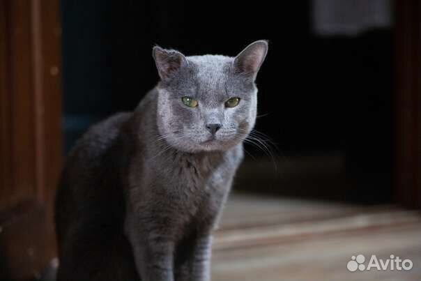 Кот русская голубая фенотип, кастрирован