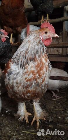 Петух обмен на курицу