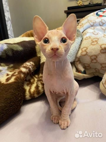 Котенок сфинкс