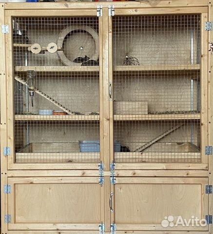 Белки Дегу с витриной