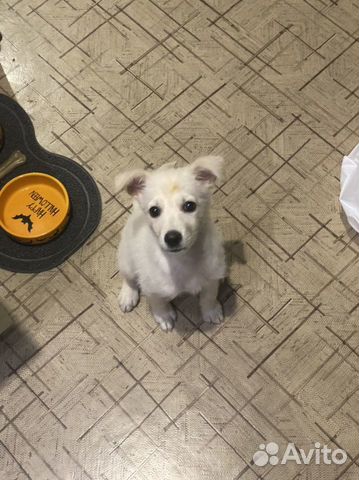 Собаки чихуахуа щенок