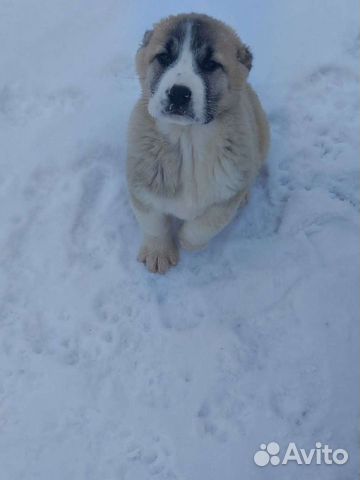 Среднеазиатская овчарка алабай щенки