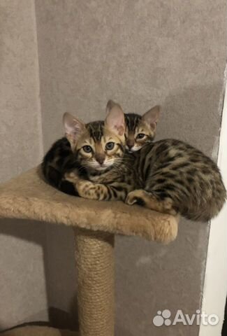 Бенгальские котята