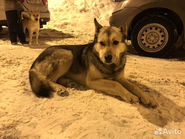 Восточноевропейская овчарка