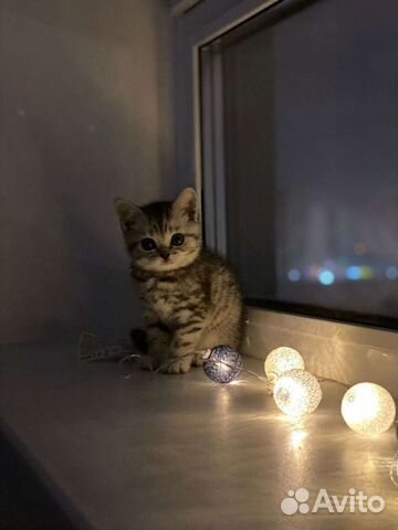 Британский котенок