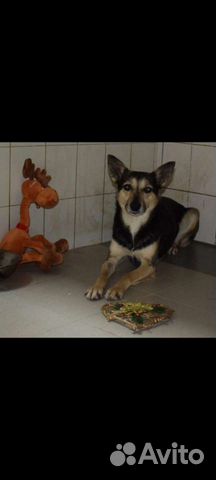 Малышуля в добрые руки