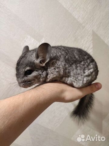 Шиншилла девочка
