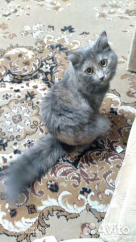 Кошка смесь с британкой