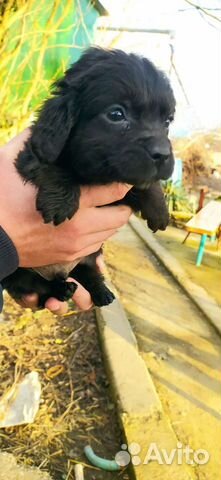 Собаки бесплатно щенки