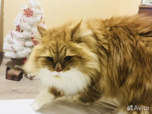 Котик бесплатно в добрые руки