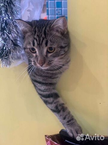 Ищем дом подростку