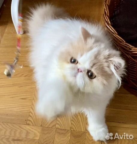 Персидский очаровашка котик