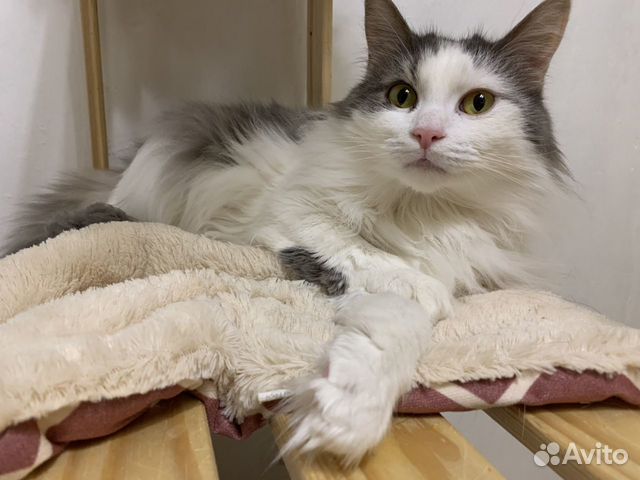 Кошечка Маруся ручная