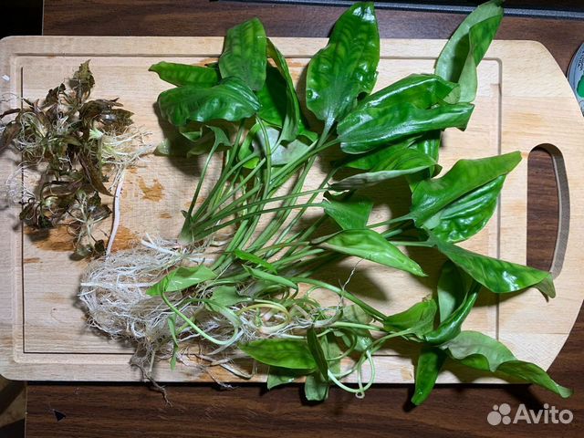 Криптокорина