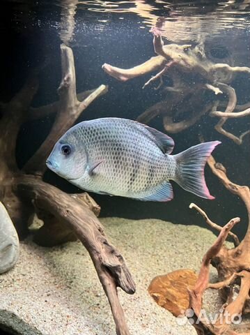 Пароэтроплюс Менарамбо, Мадагаскар