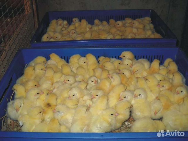 Суточные цыплята бройлеры кобб 500
