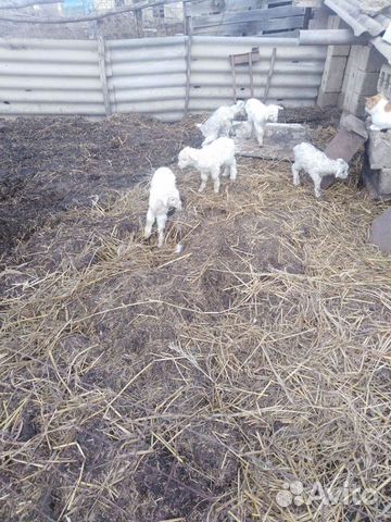 Козлята поёнышы