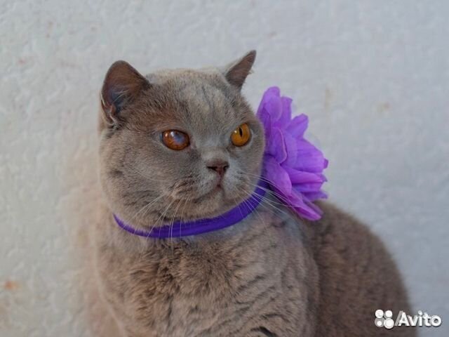 Брошенная кошка Британка в добрые руки