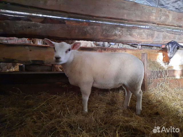 Баранчик Тексель