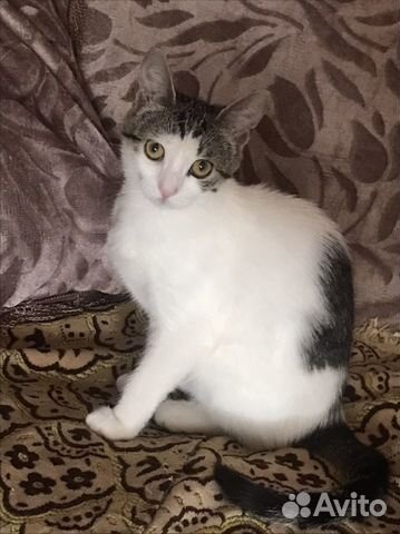 Котенок девочка в добрые руки