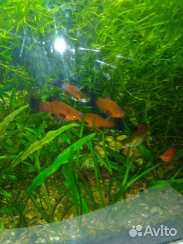 Рыбки меченосцы