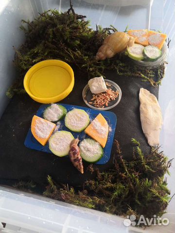 Улитки с набором