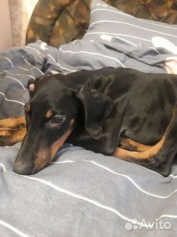 Щенок добермана
