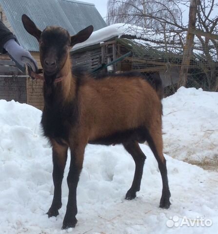 Чешский молодой козлик