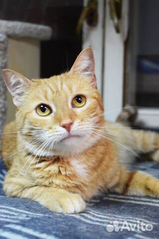 Кошечка Стеша 2 года ищет дом