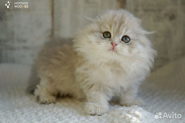 Кошечка голубое золото