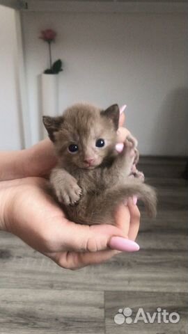 Донсктй сфинкс котенок