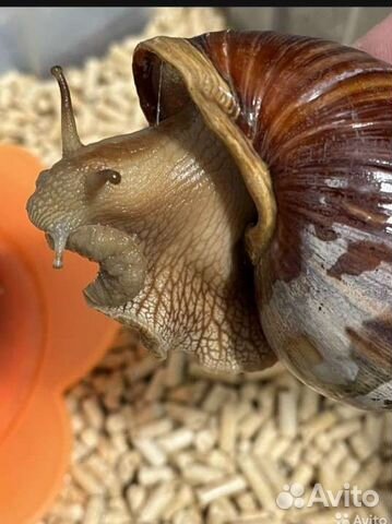 Улитки ахатины бесплатно