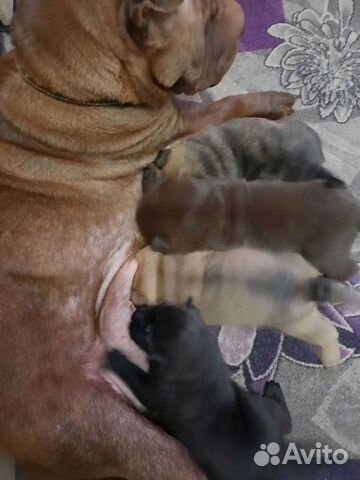 Шарпей не чистокровные