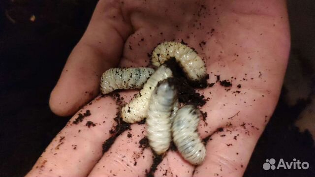 Личинки Конголезская Бронзовка