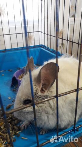 Шиншилла белая ангора