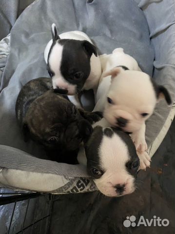 Французский бульдог