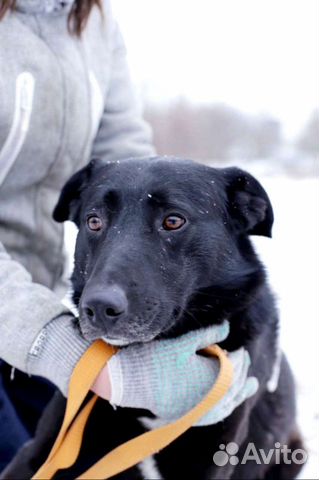 Прекрасная собака ищет дом