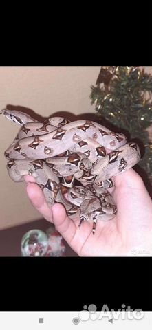 Императорский удав