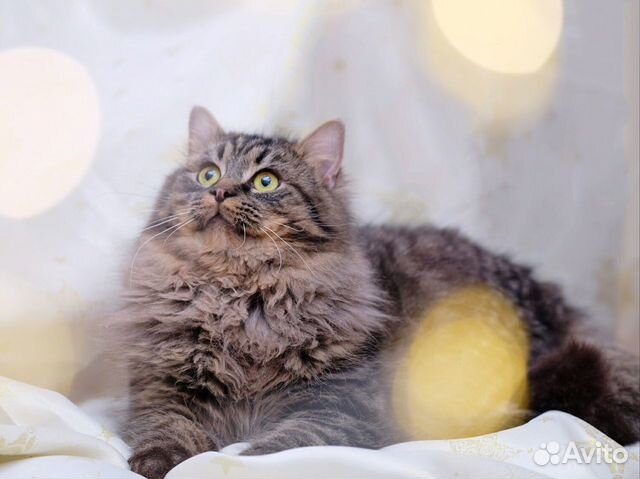 Изюмчик ищет заботливых хозяев