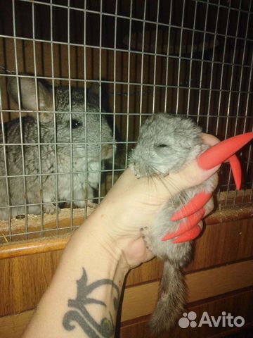 Шиншилла ребёнок