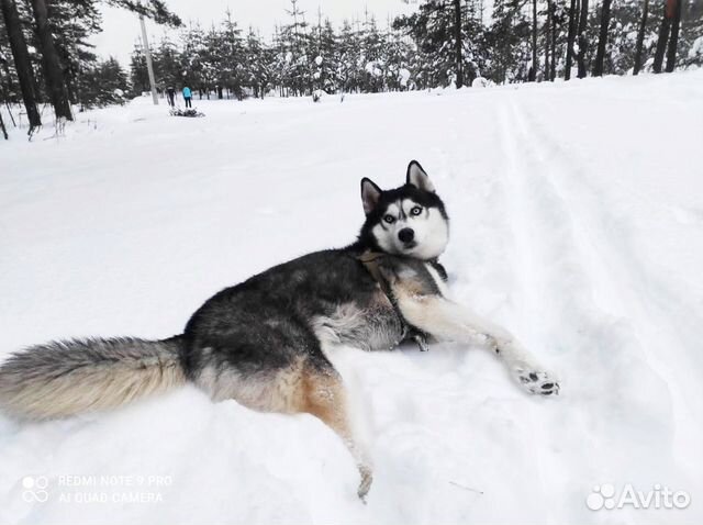 Кобель хаски на случку