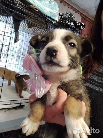 Щенок Девочка