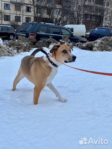 Собака в добрые руки отдам бесплатно
