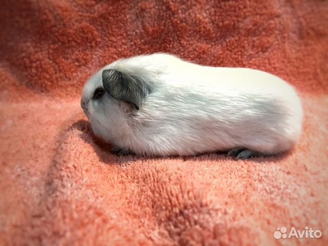 Морская свинка калифорния самец