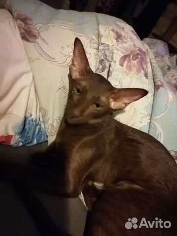 Ориентальная красотка ищет кота на вязку