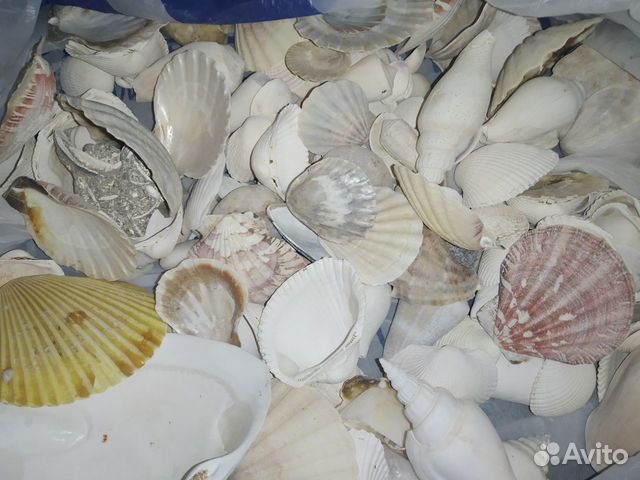Морские ракушки для аквариума и декора