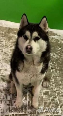 Сибирский хаски. Ищем