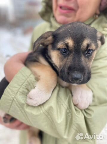 Собака, щенок-милашка, 2 мес